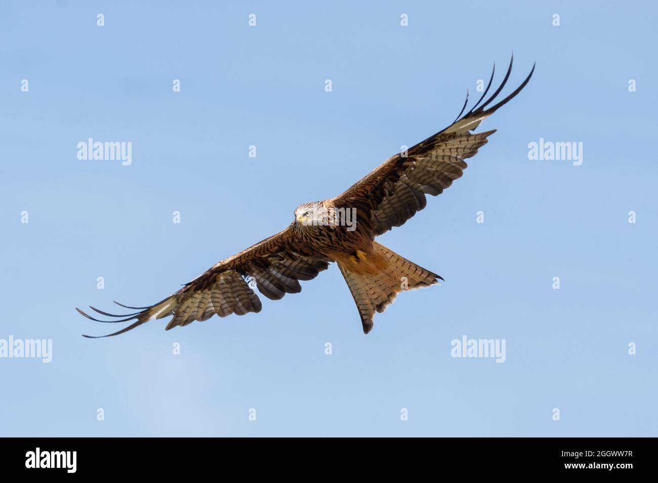 Red Kites at Gigrin Farm Kite Centre Red Kite Feeding Station at ...