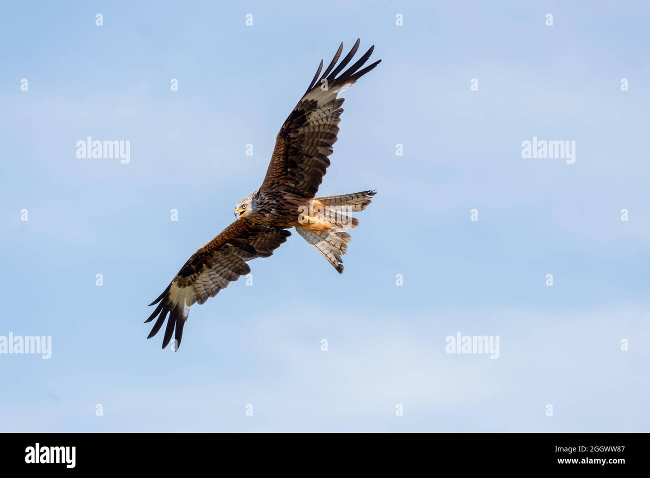 Red Kites at Gigrin Farm Kite Centre Red Kite Feeding Station at ...