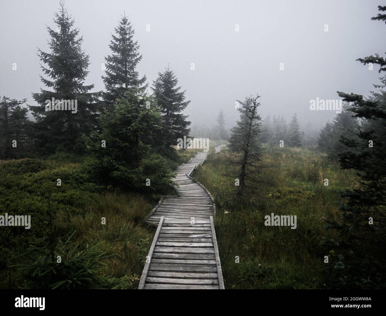 Moody wood path in the scary atmospheric forest surrounded by fog in ...
