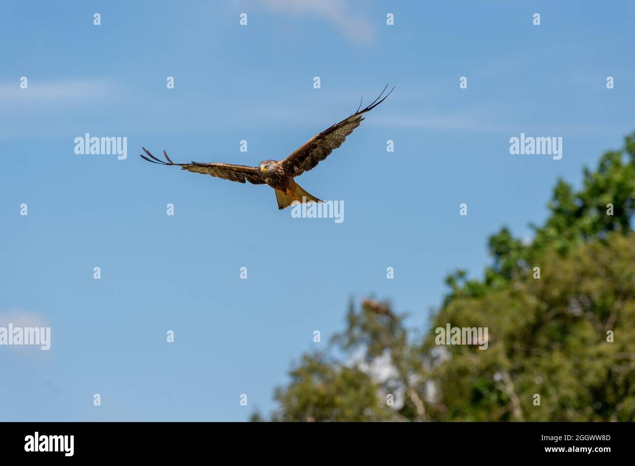 Red Kites at Gigrin Farm Kite Centre Red Kite Feeding Station at ...