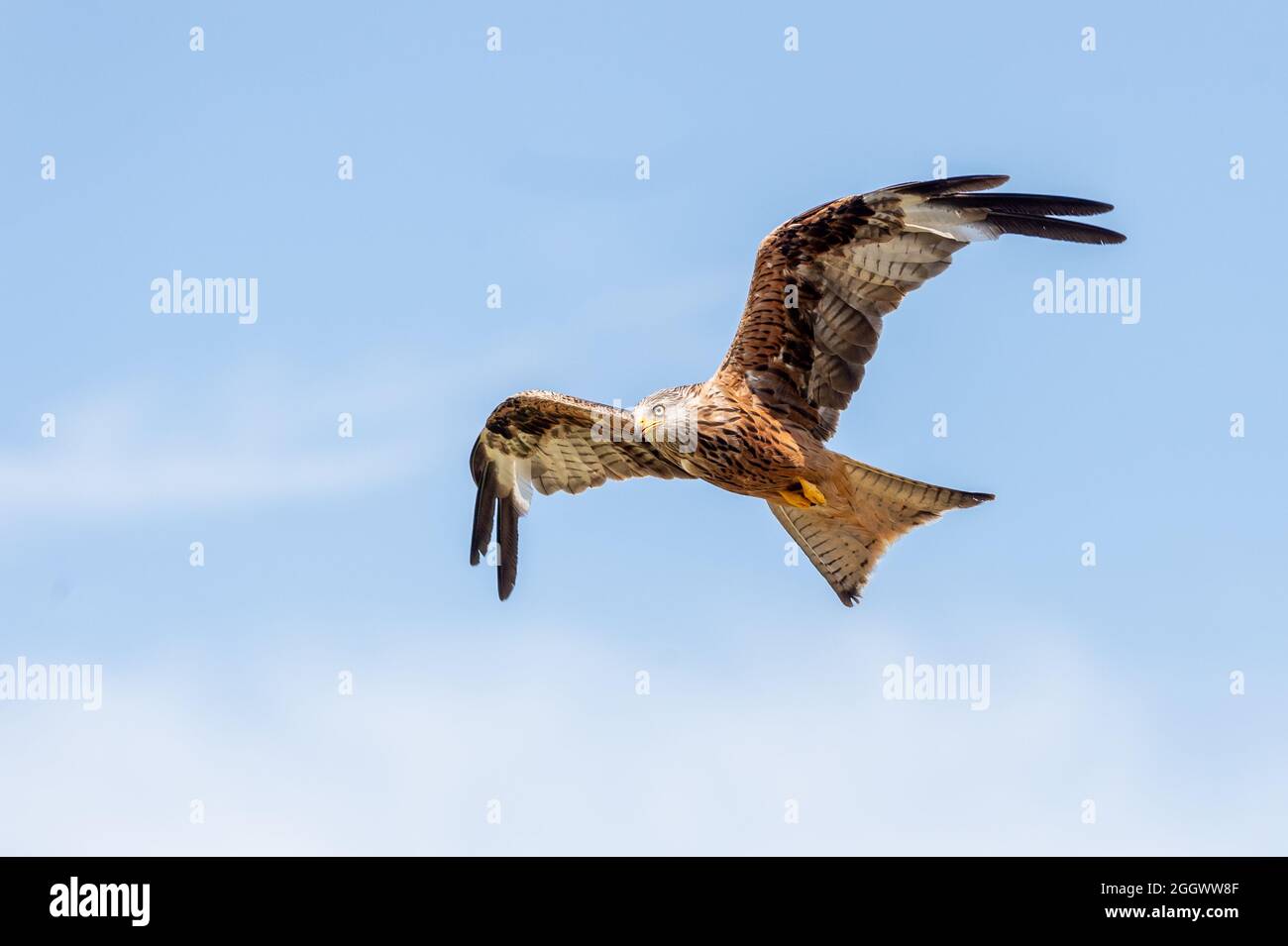 Red Kites at Gigrin Farm Kite Centre Red Kite Feeding Station at ...