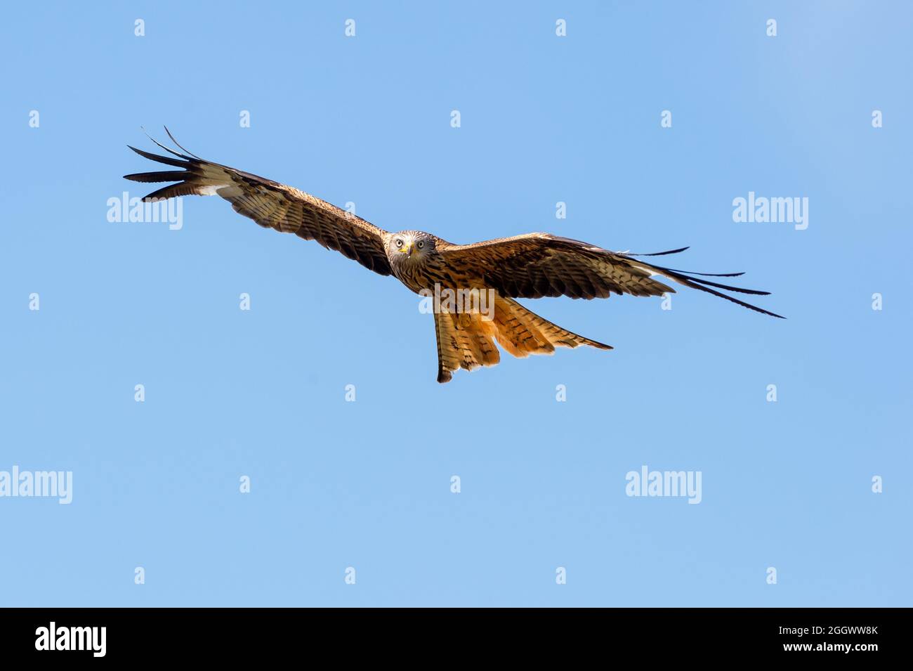Red Kites at Gigrin Farm Kite Centre Red Kite Feeding Station at ...