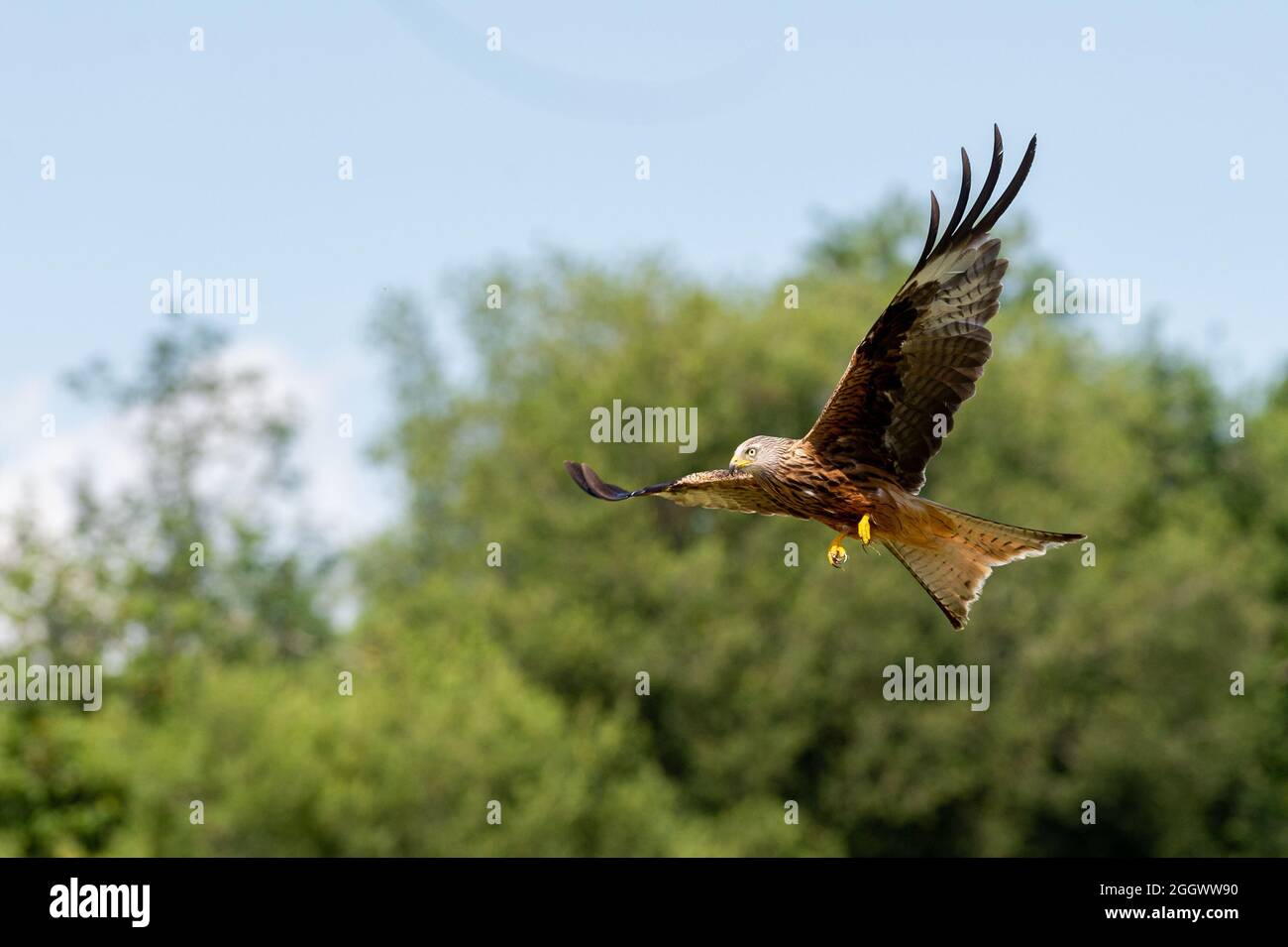 Red kite feeding station hi-res stock photography and images - Alamy