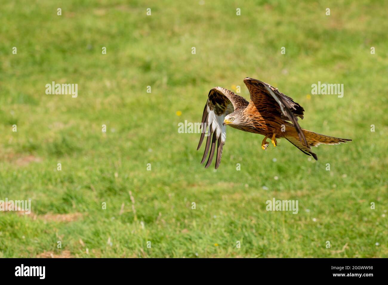 Red kite feeding station hi-res stock photography and images - Alamy