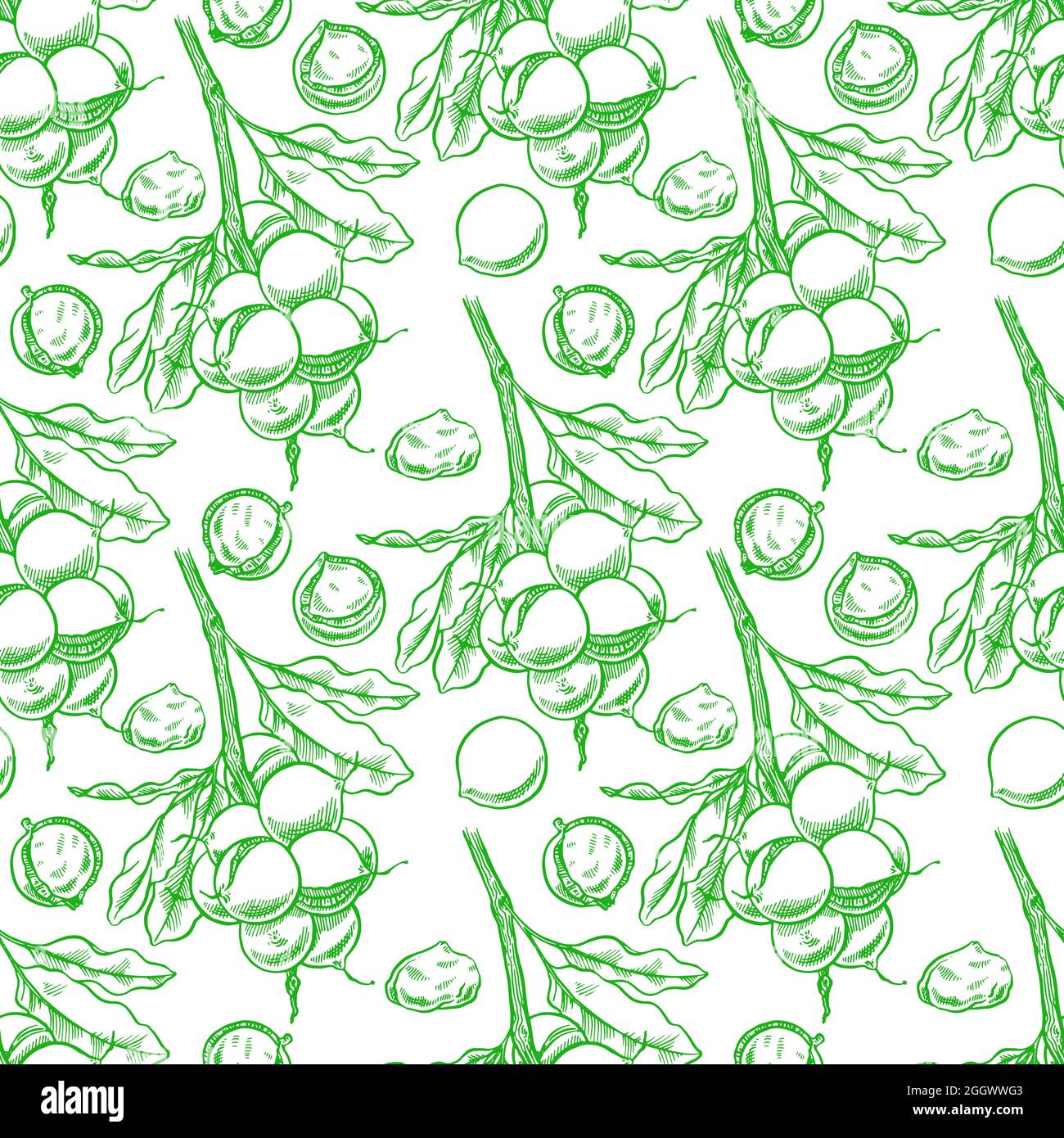 seamless background of green macadamia branches with fruits. hand-drawn ...