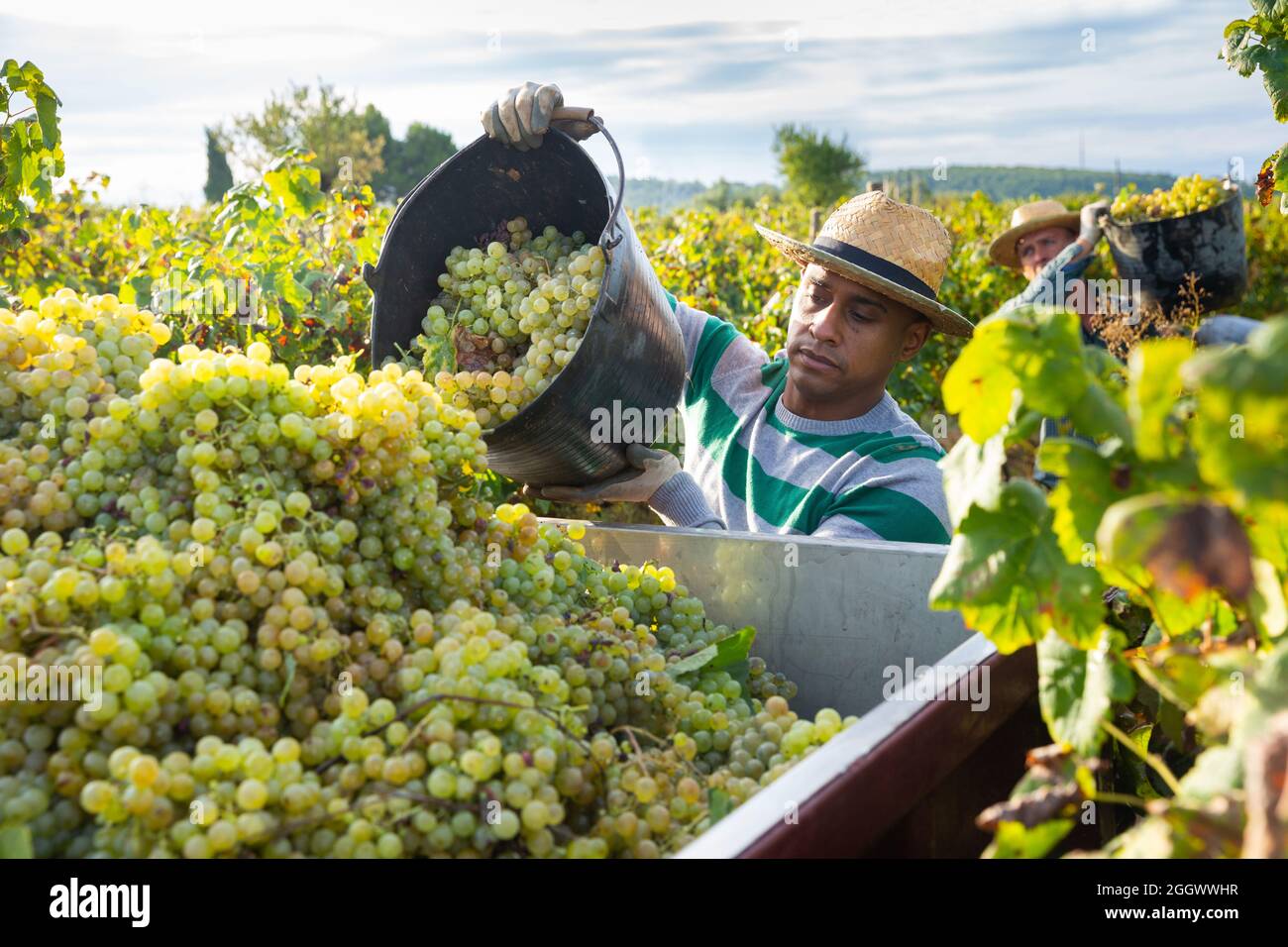 Latin american farmer filling truck with gathered grapes in vineyard ...