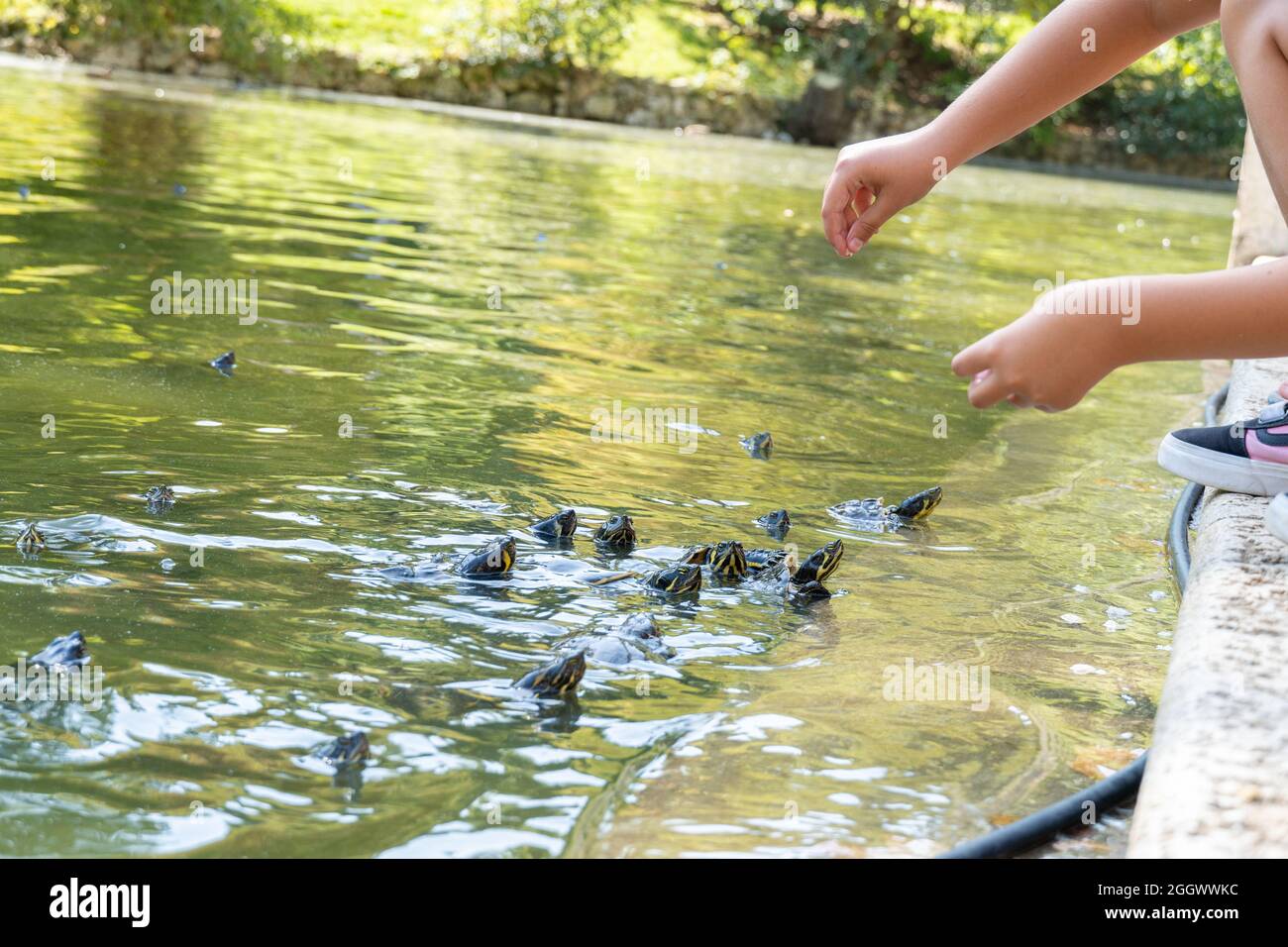 Hand feeding wild turtle hi-res stock photography and images - Alamy