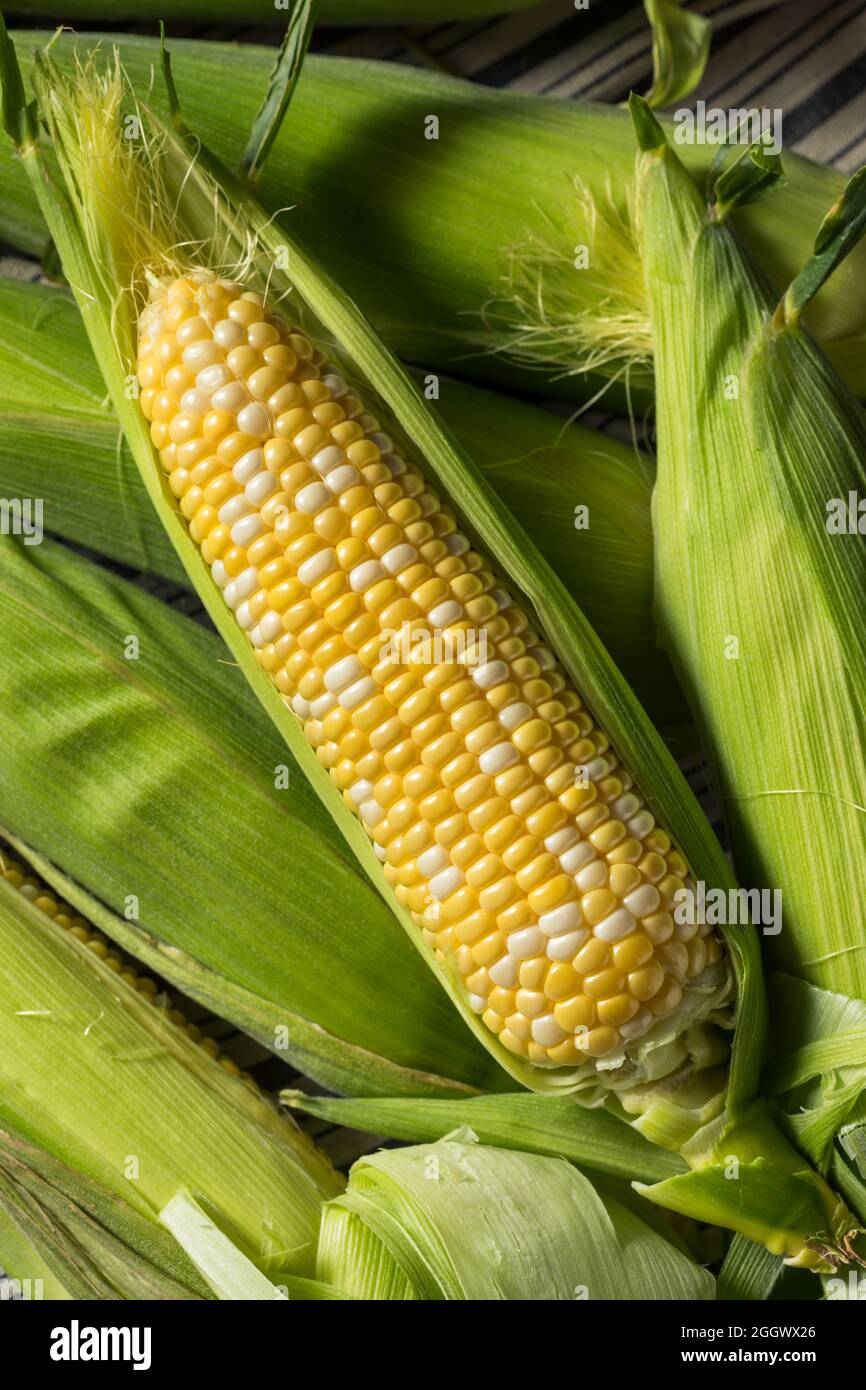 Raw Yellow Organic Corn on the Cob in the Husk Stock Photo - Alamy