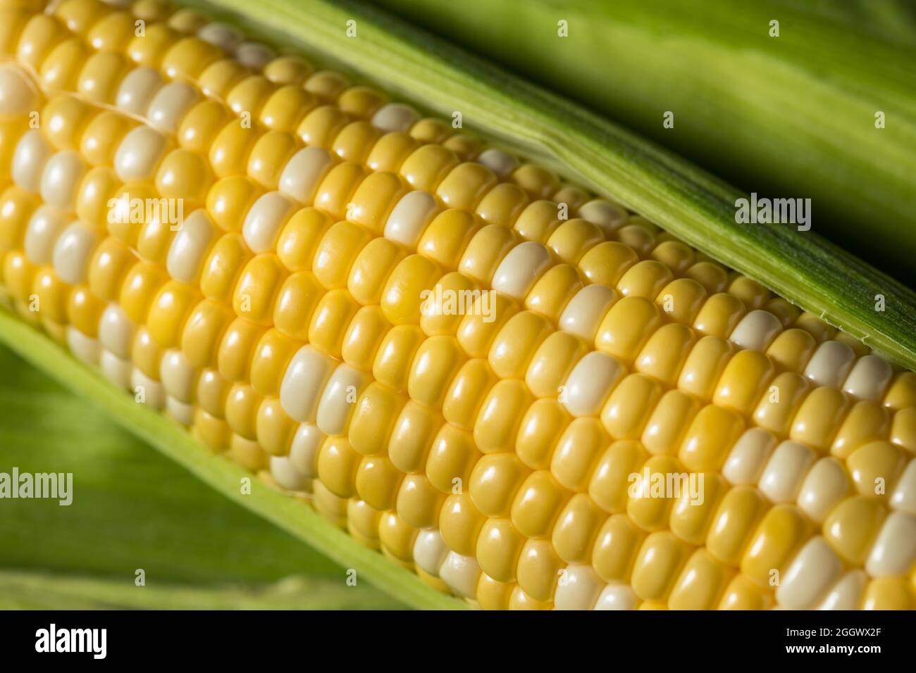 Raw Yellow Organic Corn on the Cob in the Husk Stock Photo - Alamy
