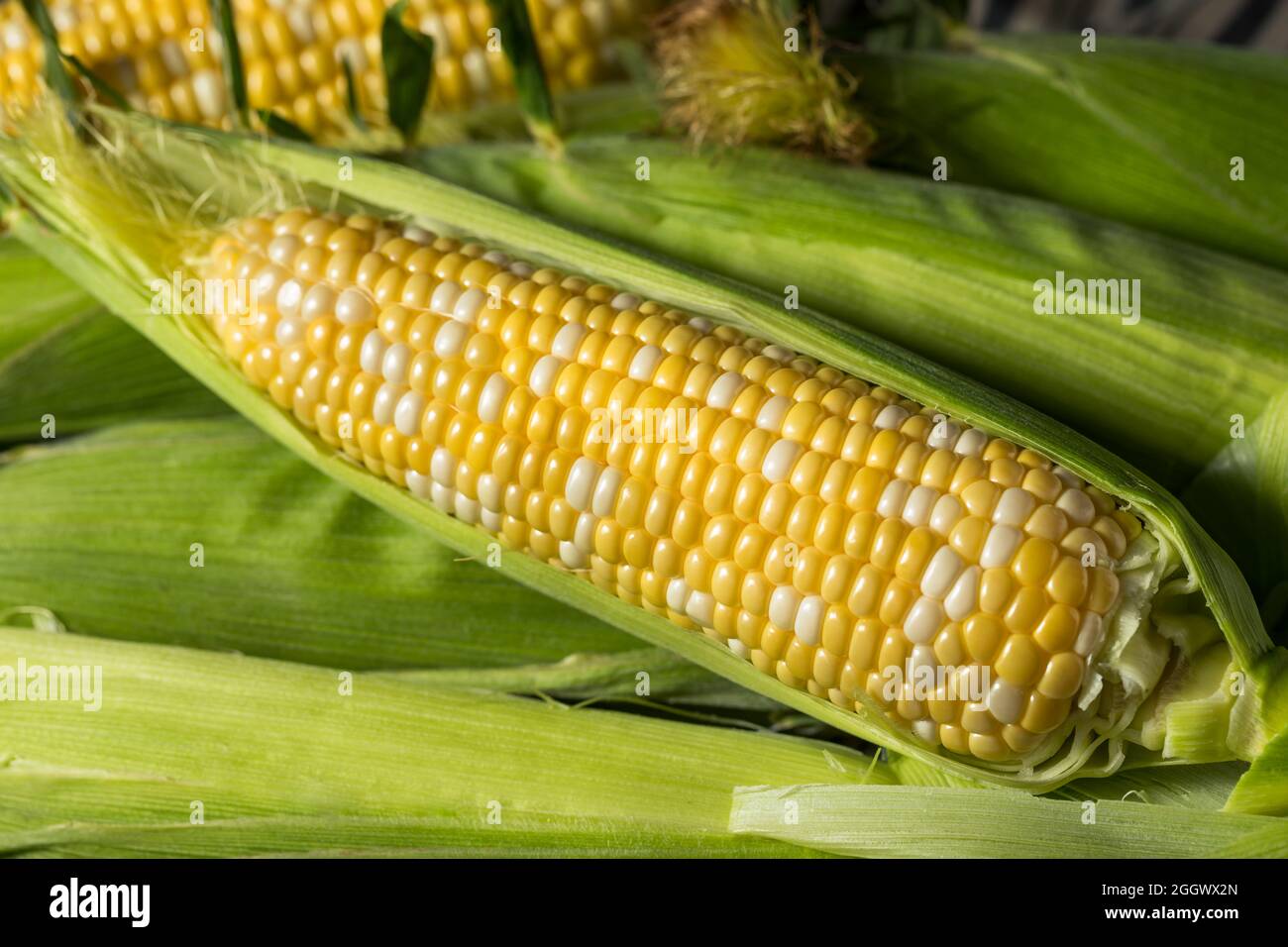 Raw corn cob hi-res stock photography and images - Alamy