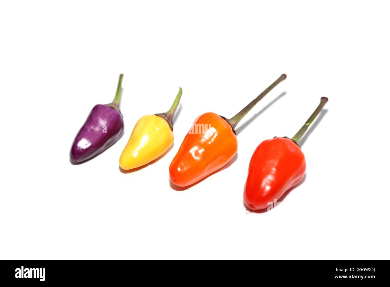 Harvest red hot peppers Cut Out Stock Images & Pictures - Alamy