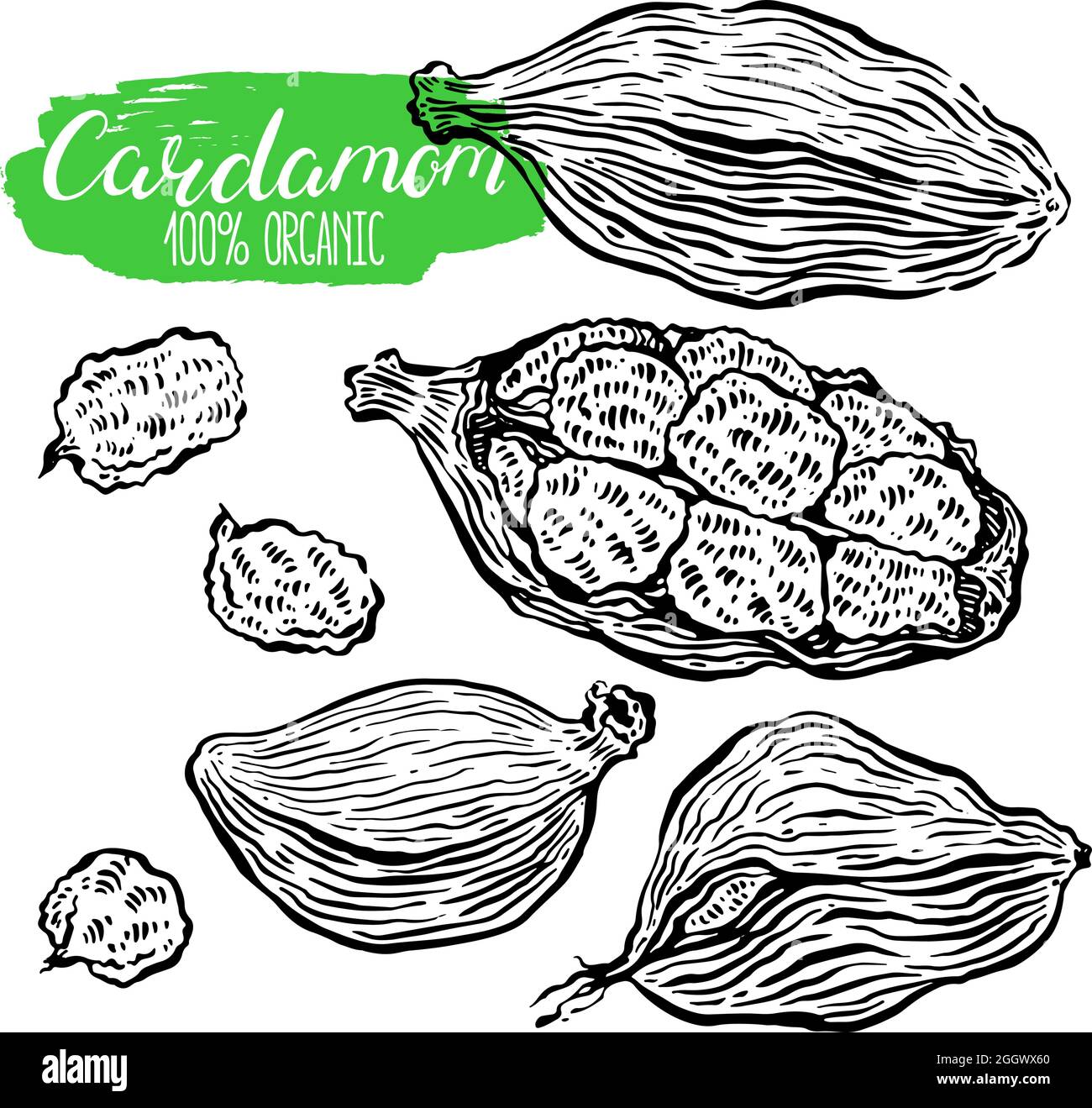 Beautiful sketch set of cardamom. hand-drawn illustration Stock Vector ...