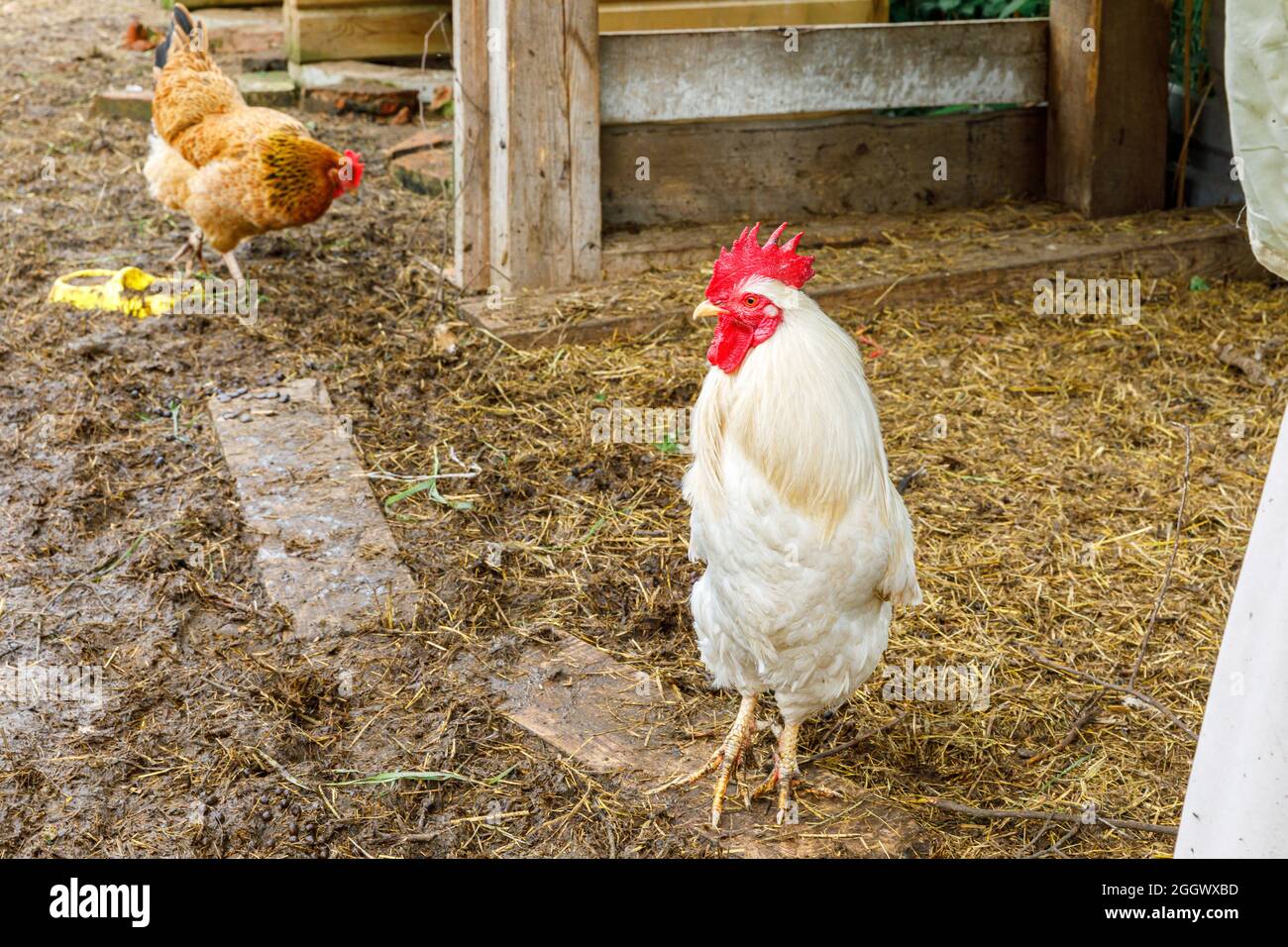 Free range chicken on organic animal farm freely grazing in yard on ...