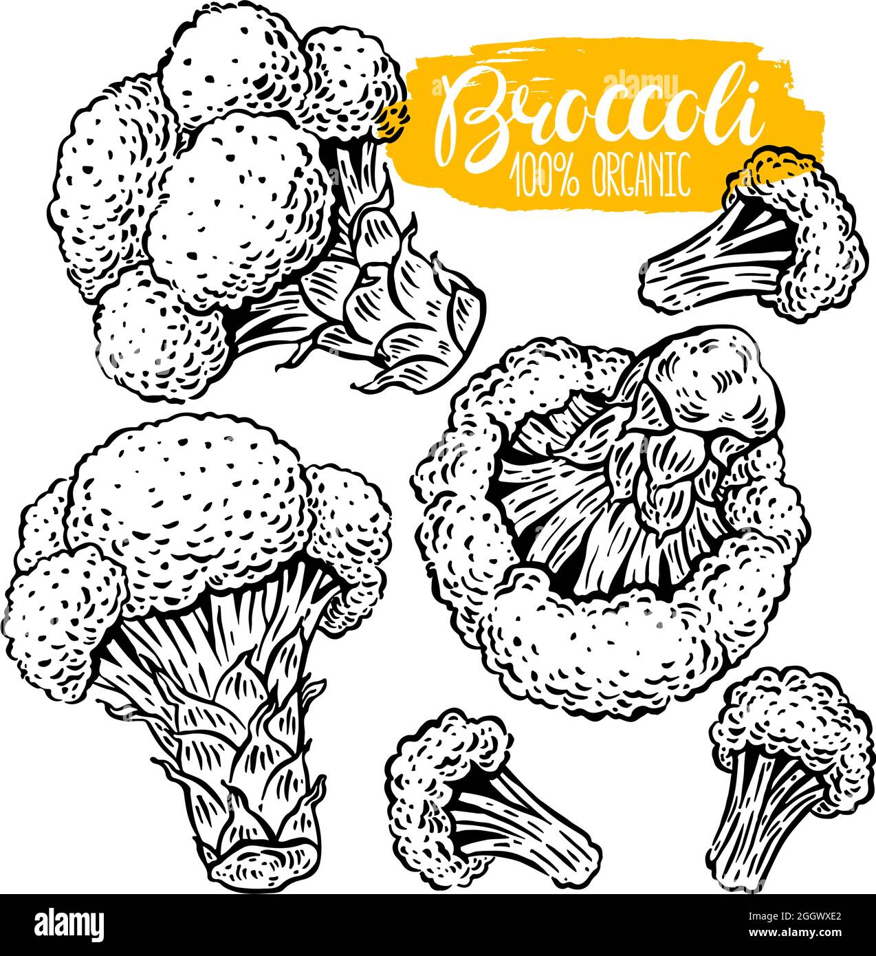 beautiful set of a variety of sketch broccoli. hand-drawn illustration ...