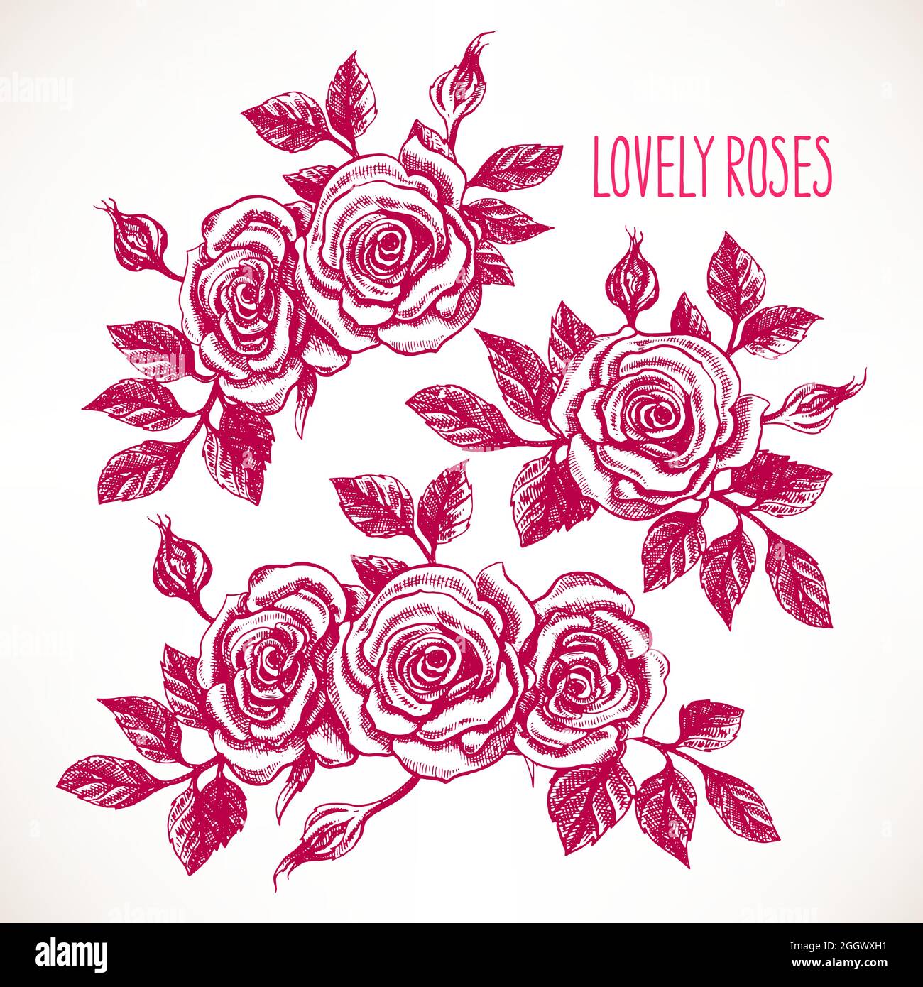 Set with beautiful roses. hand-drawn illustration Stock Vector Image ...
