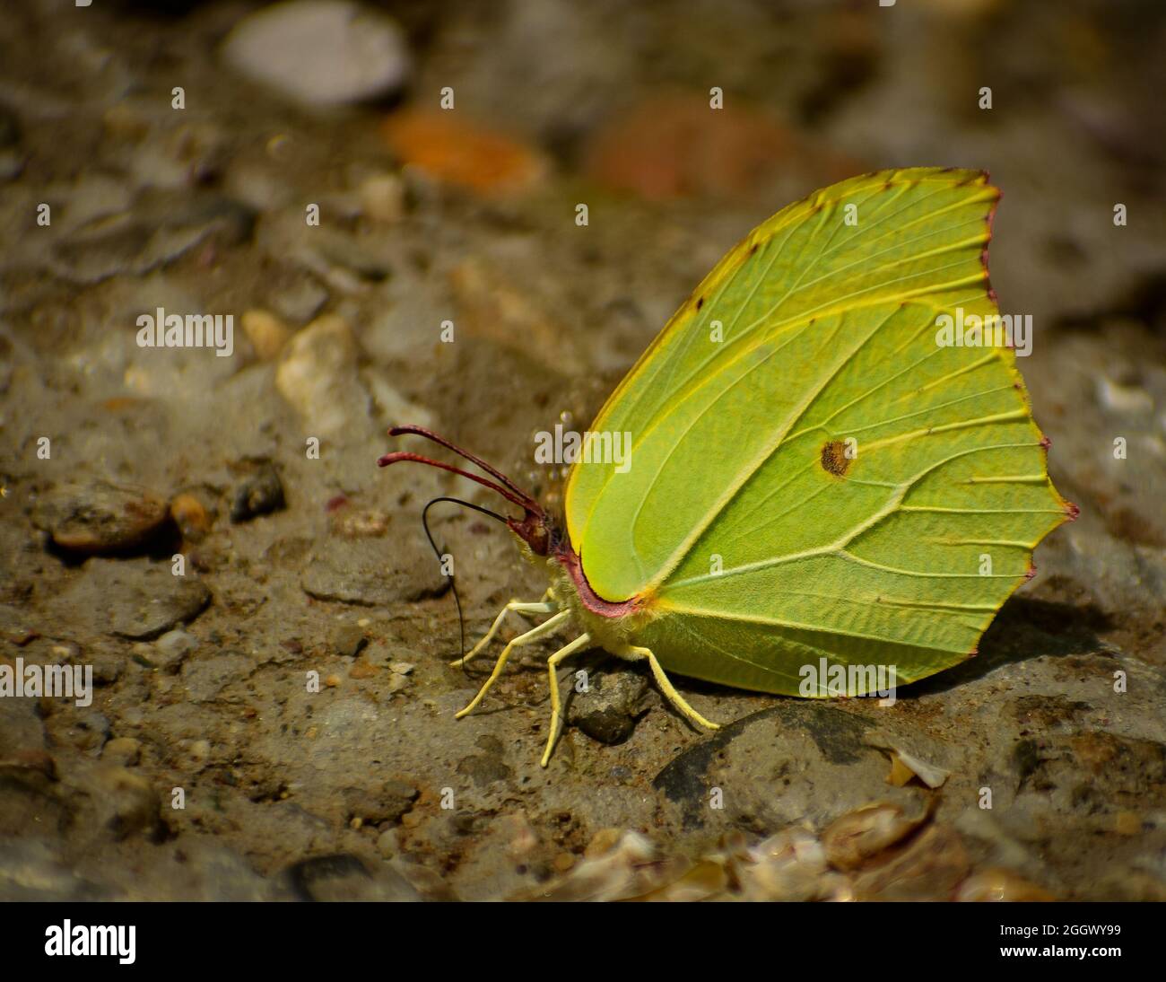 The common brimstone butterfly hi-res stock photography and images - Alamy