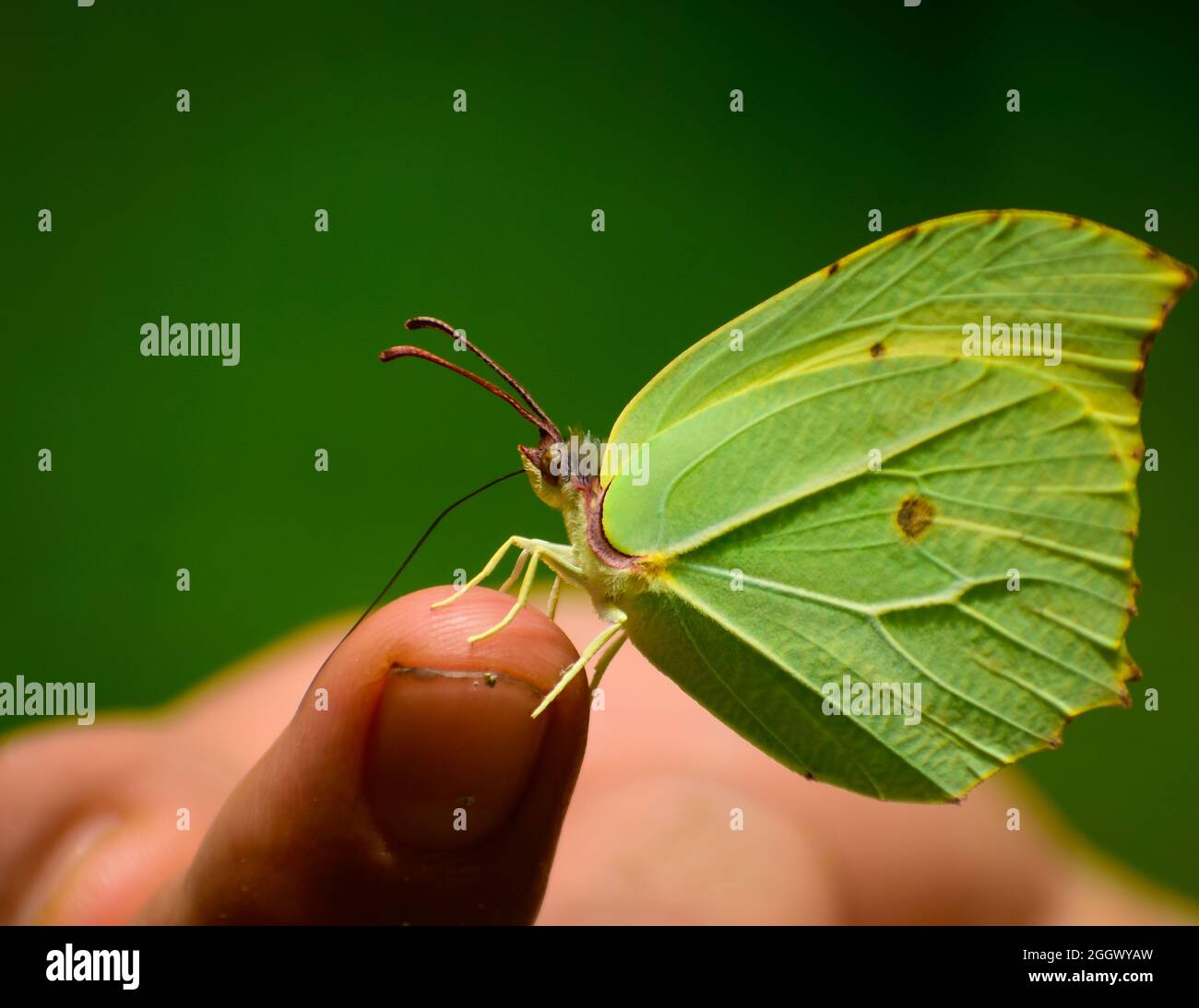 Dead butterfly wing hi-res stock photography and images - Alamy