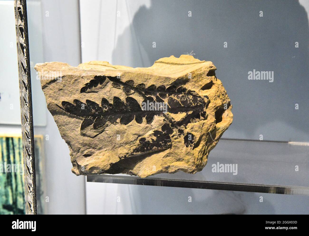 ancient leaf fossil at international antartic centre,new zealand Stock ...