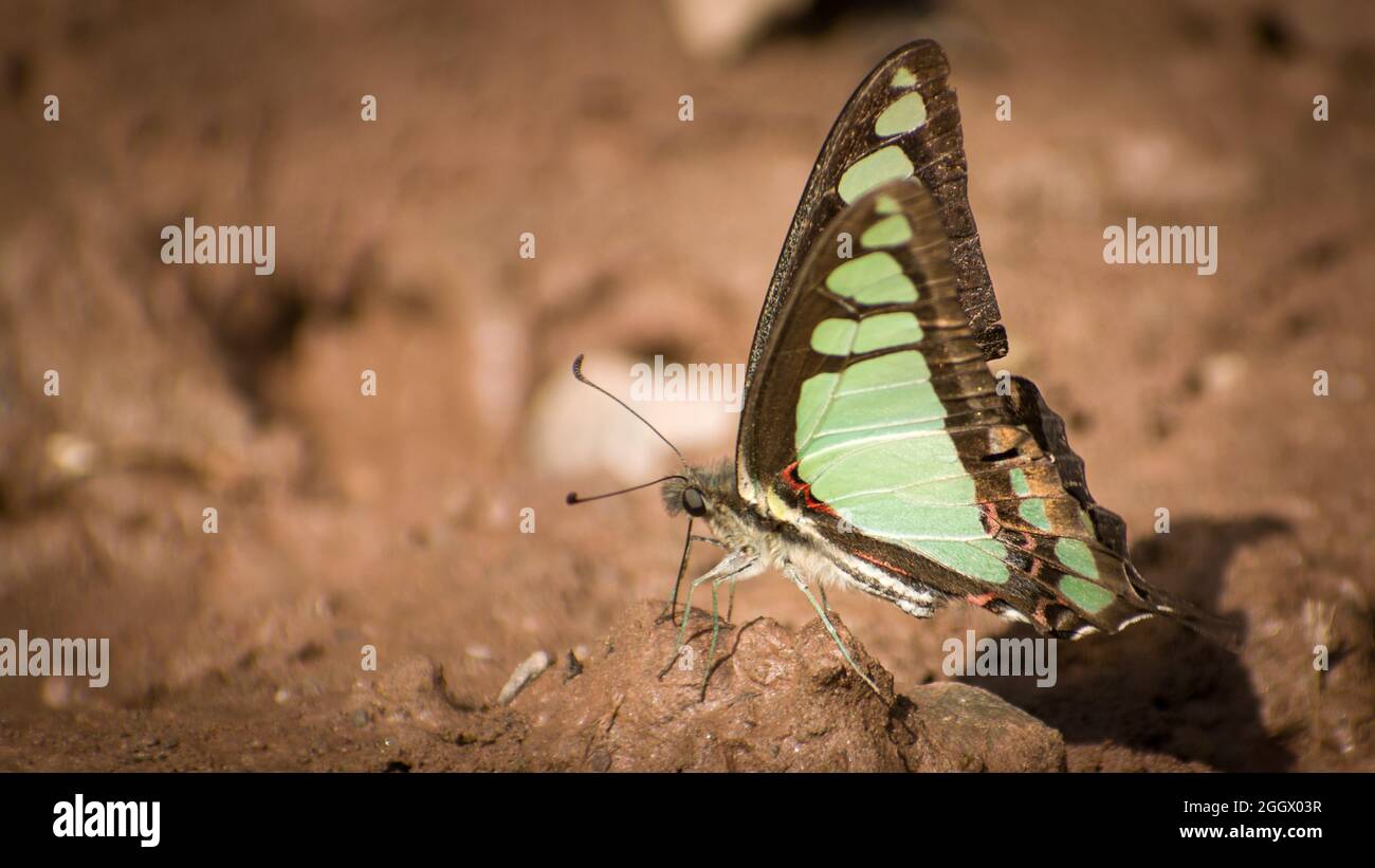 beautiful glassy bluebottle butterfly mud puddling ( graphium clonthus ...