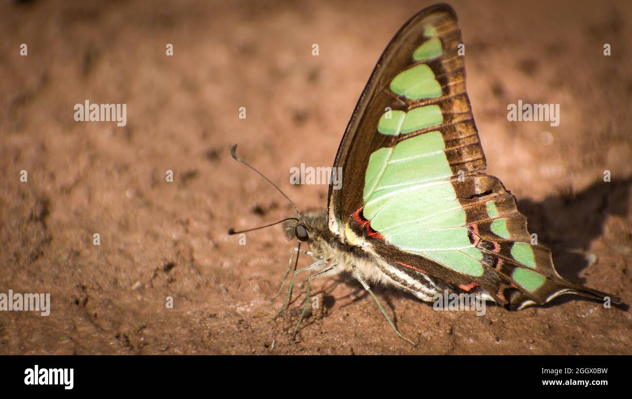 glassy blue bottle butterfly mud - puddling. (graphium colonthus Stock ...
