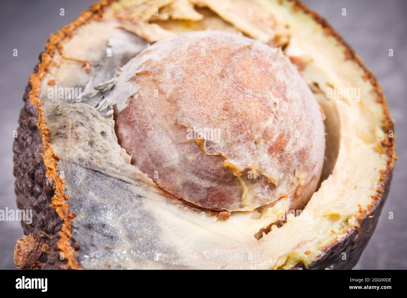 Half of an avocado with mold on dark wooden background. Unhealthy and ...