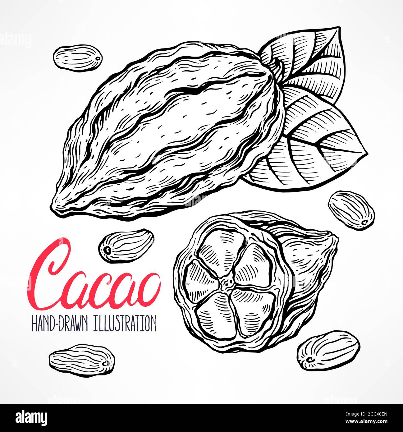 sketch cacao beans, fruit and leaves. hand-drawn illustration Stock ...