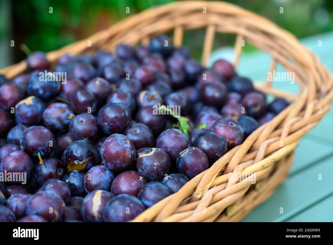 A basket full of Damsons sometimes called Damson Plums (Prunus ...