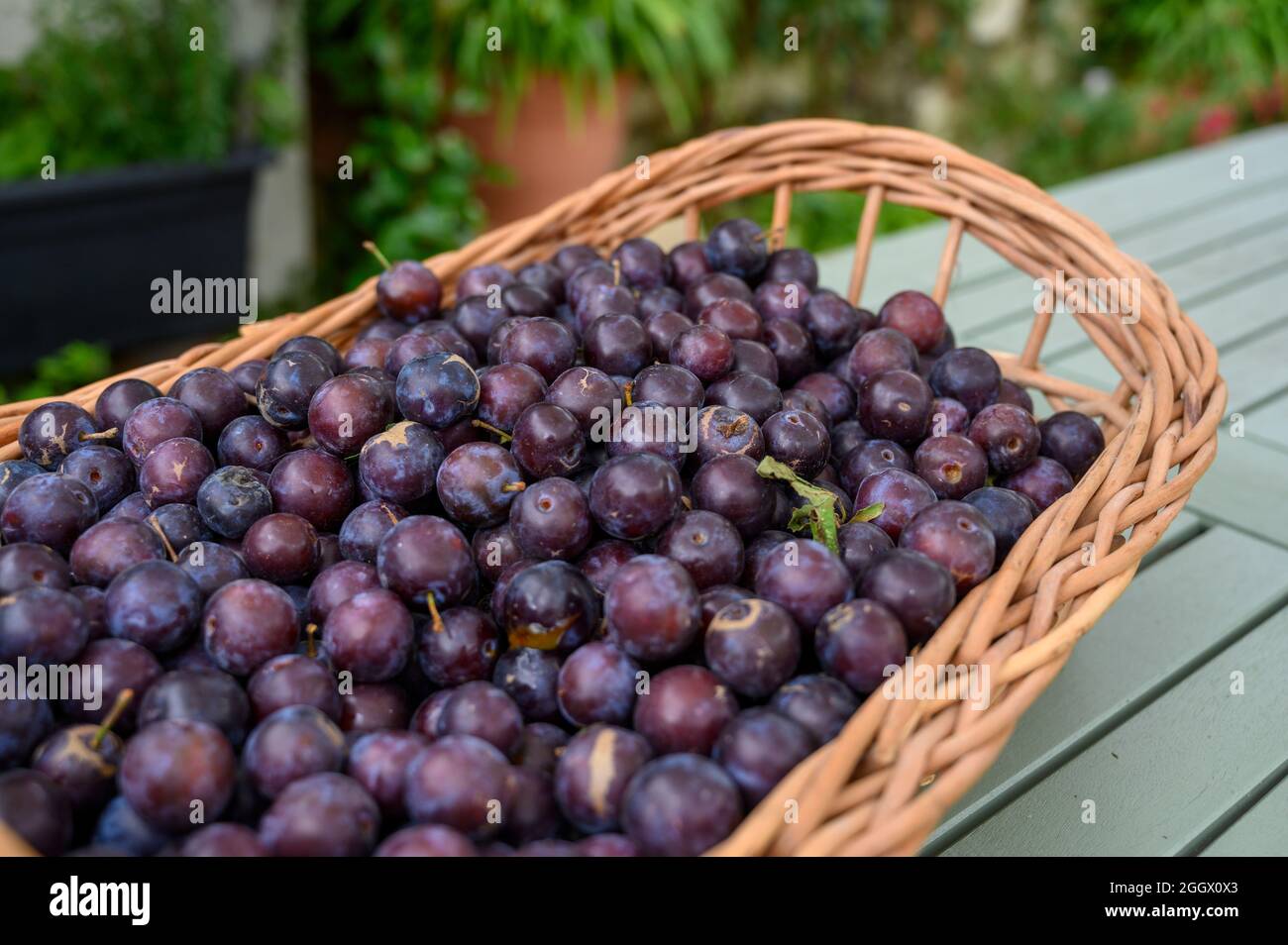 A basket full of Damsons sometimes called Damson Plums (Prunus ...
