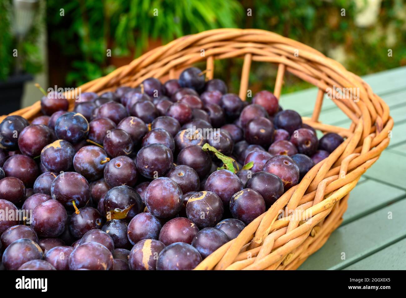 A basket full of Damsons sometimes called Damson Plums (Prunus ...