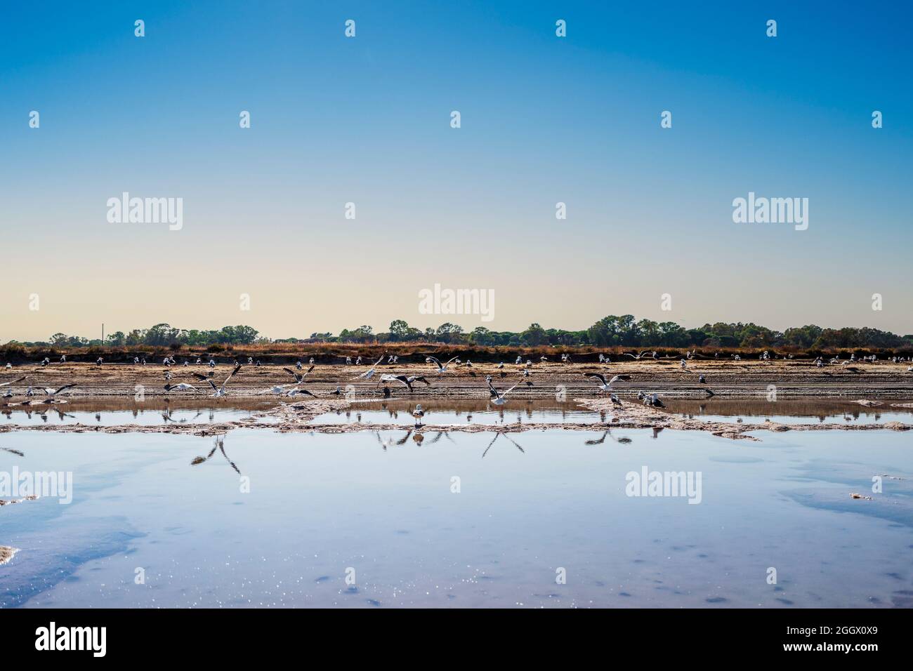 Shallow water environment hi-res stock photography and images - Alamy