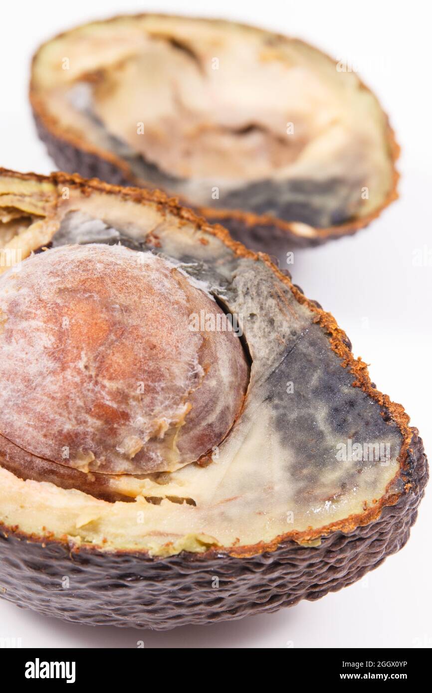 Inedible avocado with mold on white background. Unhealthy food Stock ...