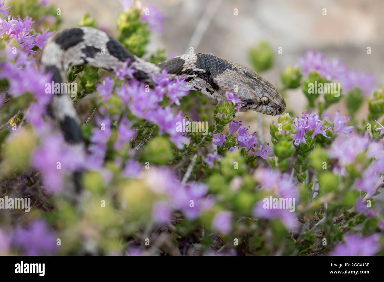 Detail of European Cat Snake, or Soosan Snake, Telescopus fallax, on ...