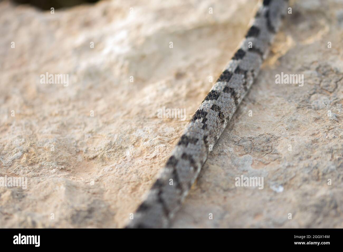 Detail of European Cat Snake, or Soosan Snake, Telescopus fallax, on ...