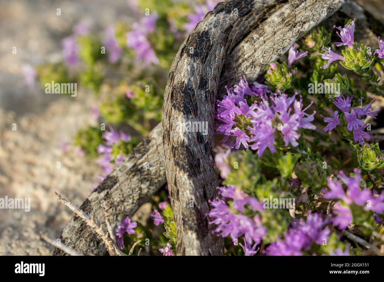 Detail of European Cat Snake, or Soosan Snake, Telescopus fallax, on ...