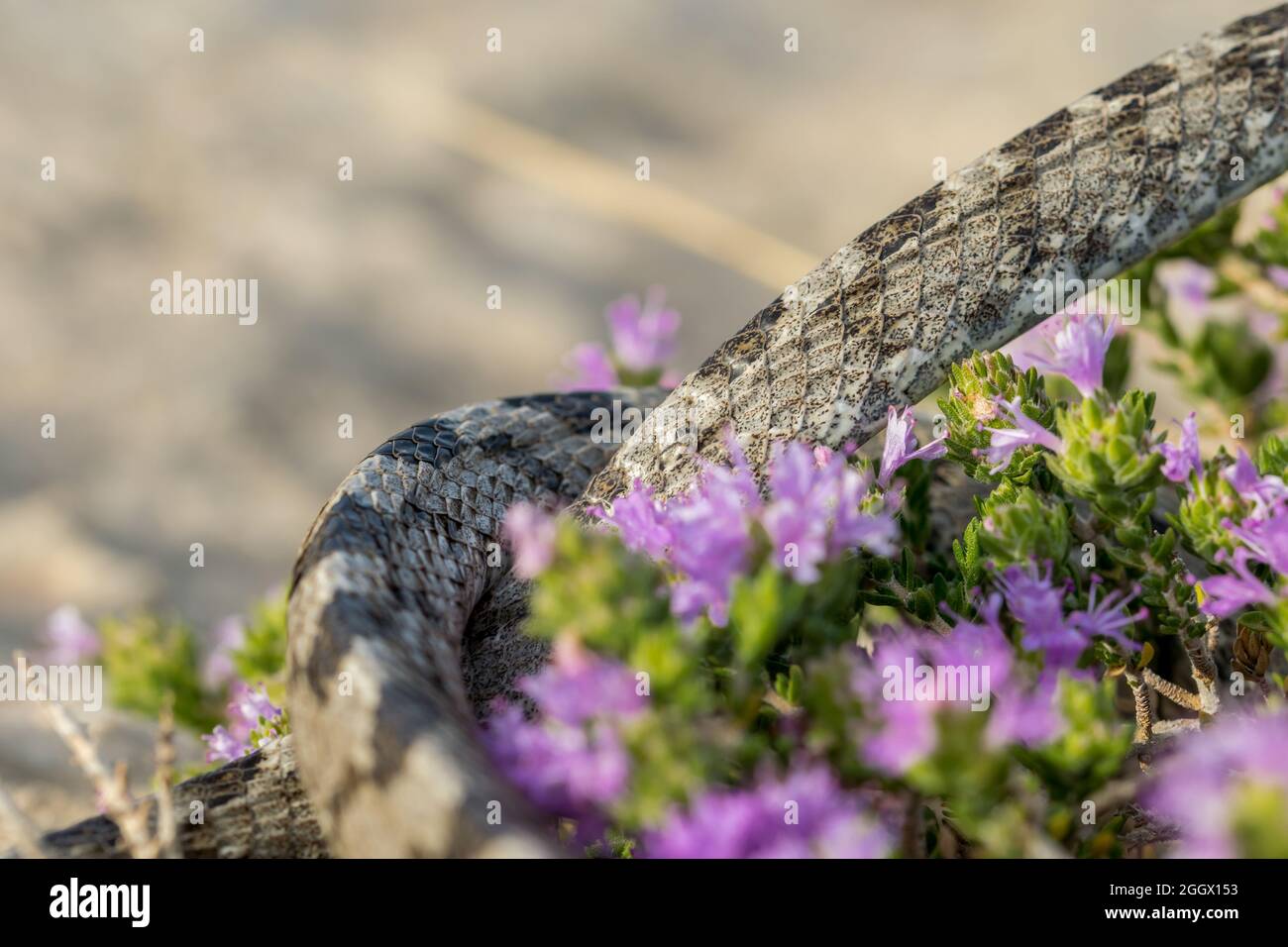 Detail of European Cat Snake, or Soosan Snake, Telescopus fallax, on ...