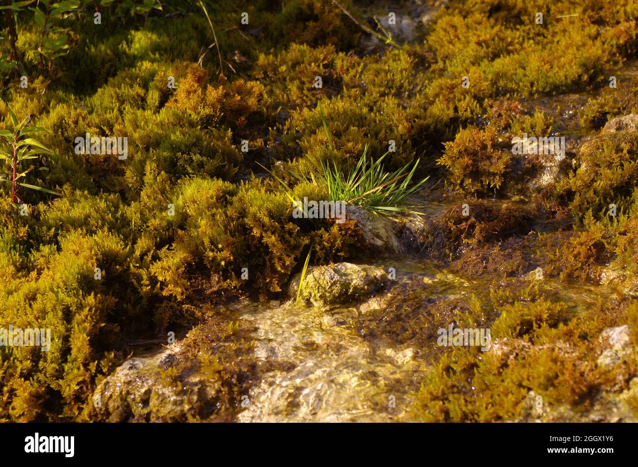 Beautiful nature with stream. Moss and rocks by the creek water on ...