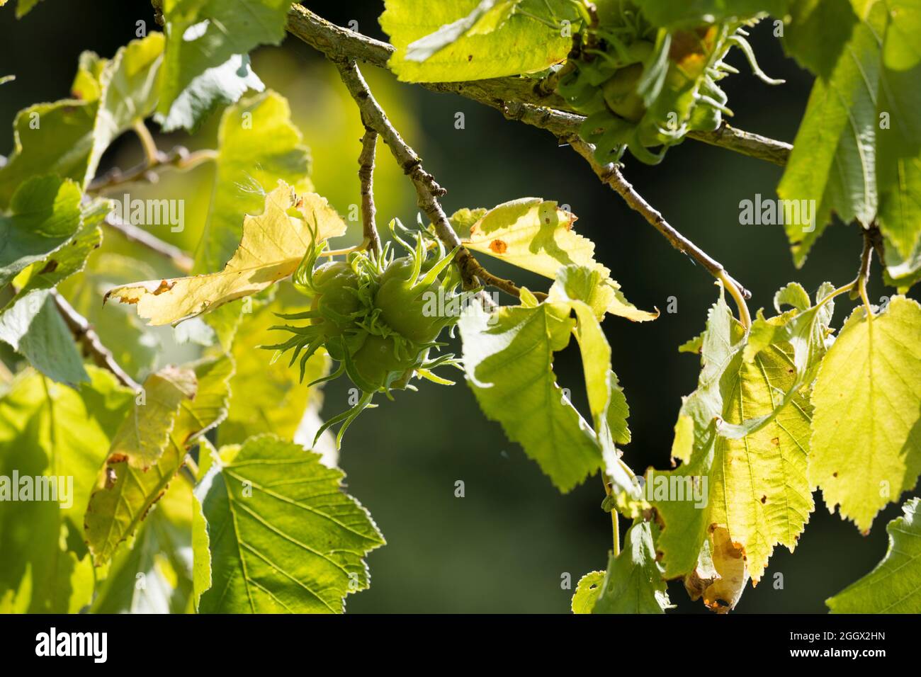 Turkish Filbert Fall