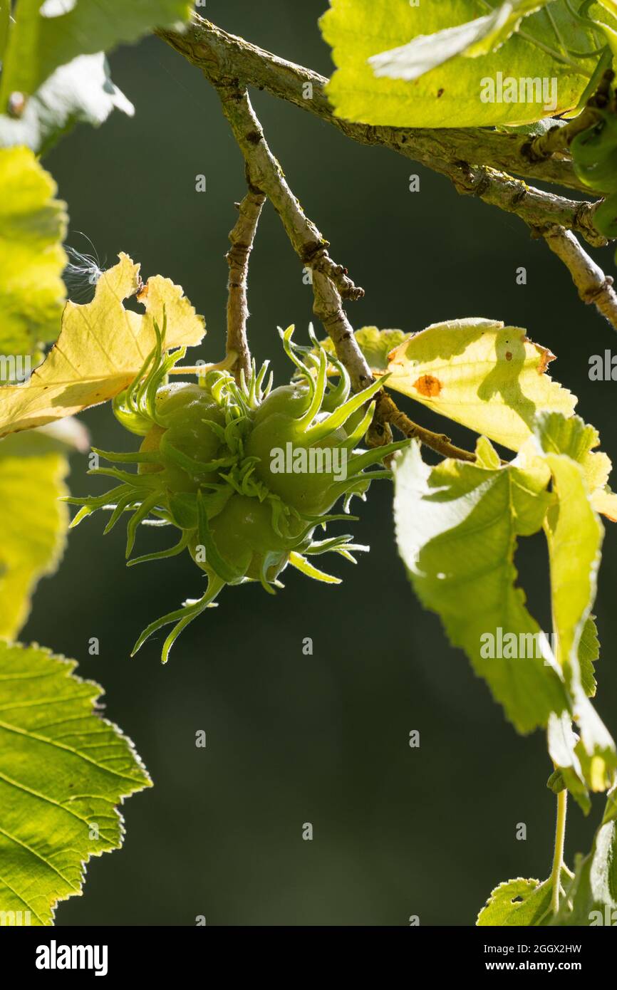 Baum hasel hi-res stock photography and images - Alamy