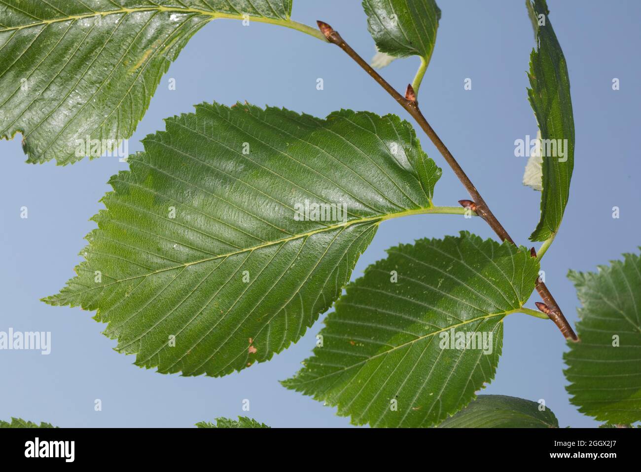 Flatterrüster hi-res stock photography and images - Alamy