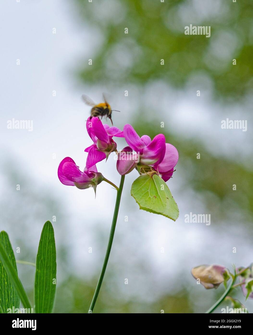 Butterflies with wings like leaves hi-res stock photography and images ...