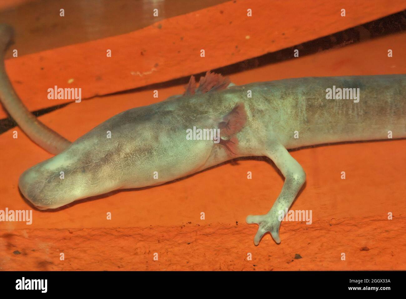 Closeup on the rare and endangered European olm cave salamander Stock ...