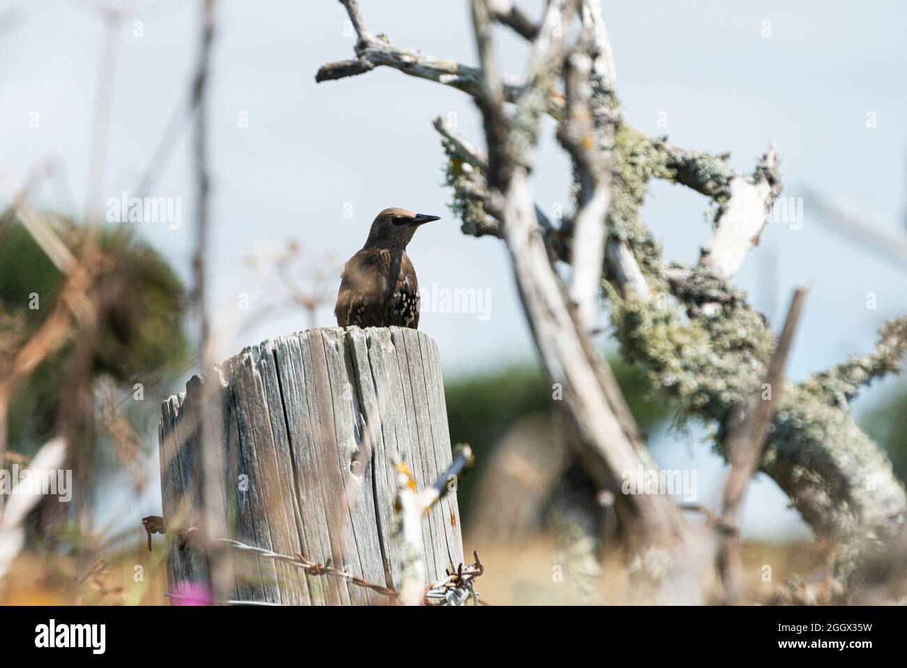Sturnus vulgaris perched sit hi-res stock photography and images - Alamy