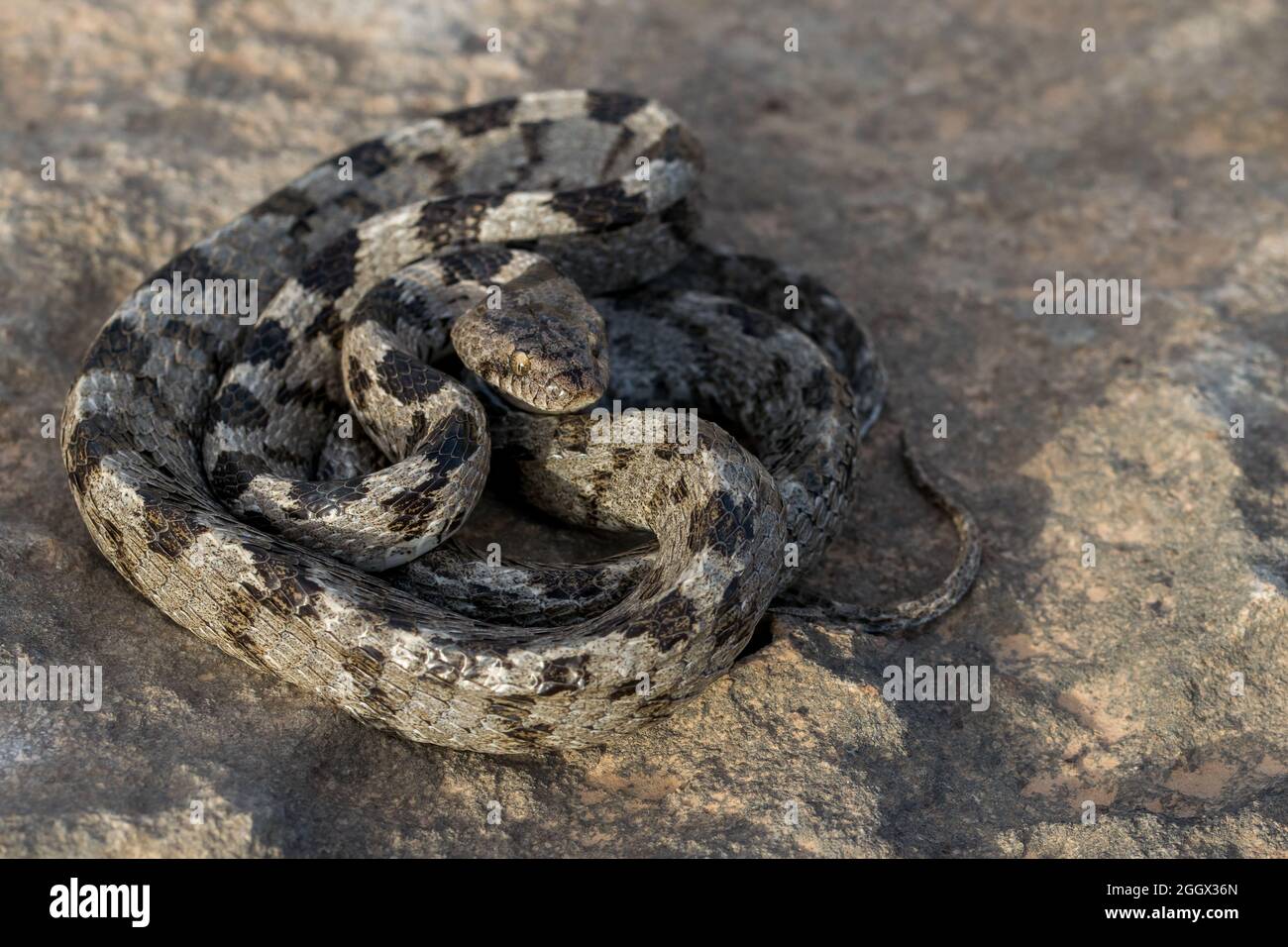 A European Cat Snake, or Soosan Snake, Telescopus fallax, curled up and ...