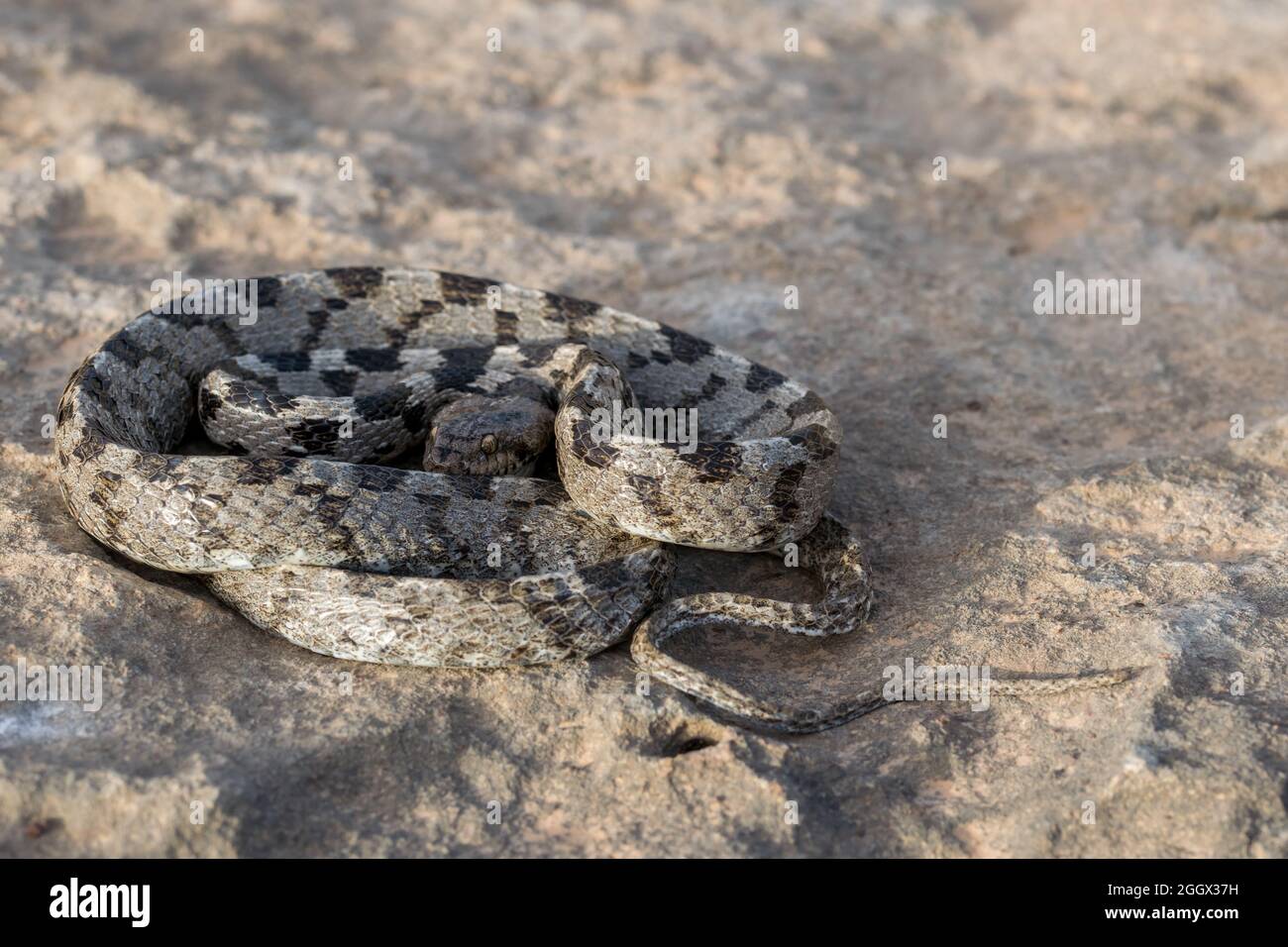 A European Cat Snake, or Soosan Snake, Telescopus fallax, curled up and ...
