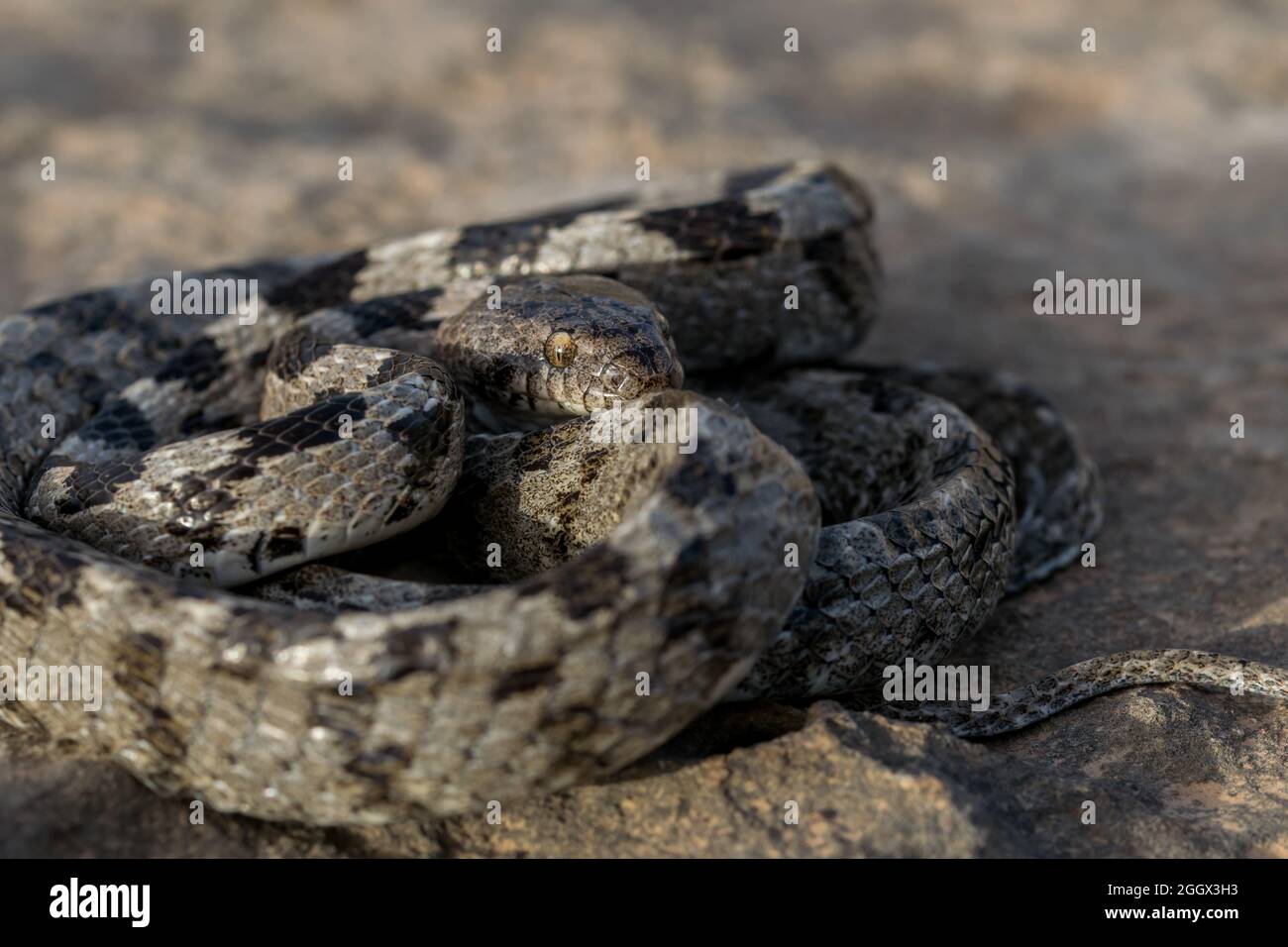 A European Cat Snake, or Soosan Snake, Telescopus fallax, curled up and ...