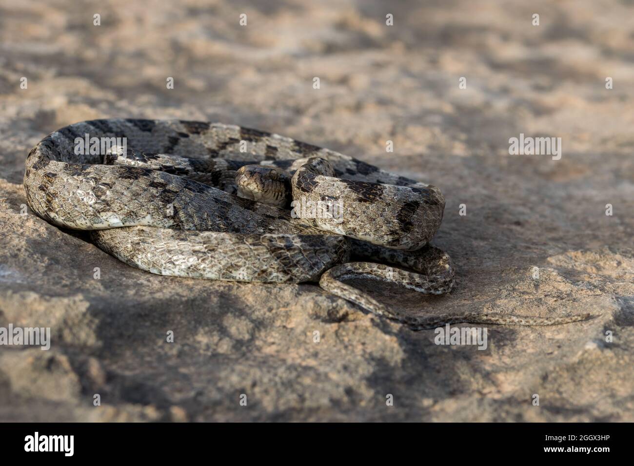 European cat snake telescopus hi-res stock photography and images - Alamy