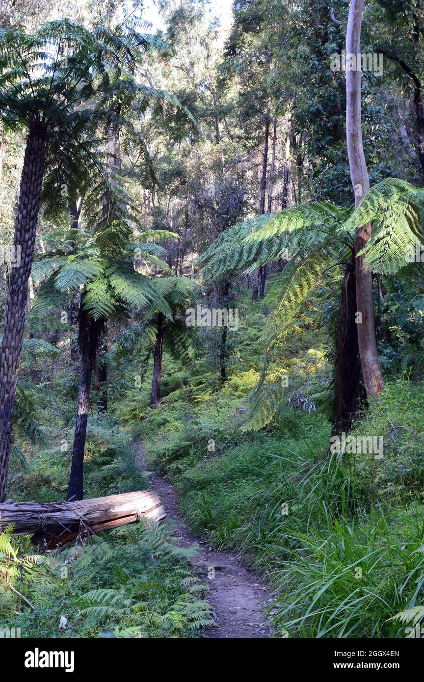 Ruined Castle Walk at Katoomba Stock Photo - Alamy