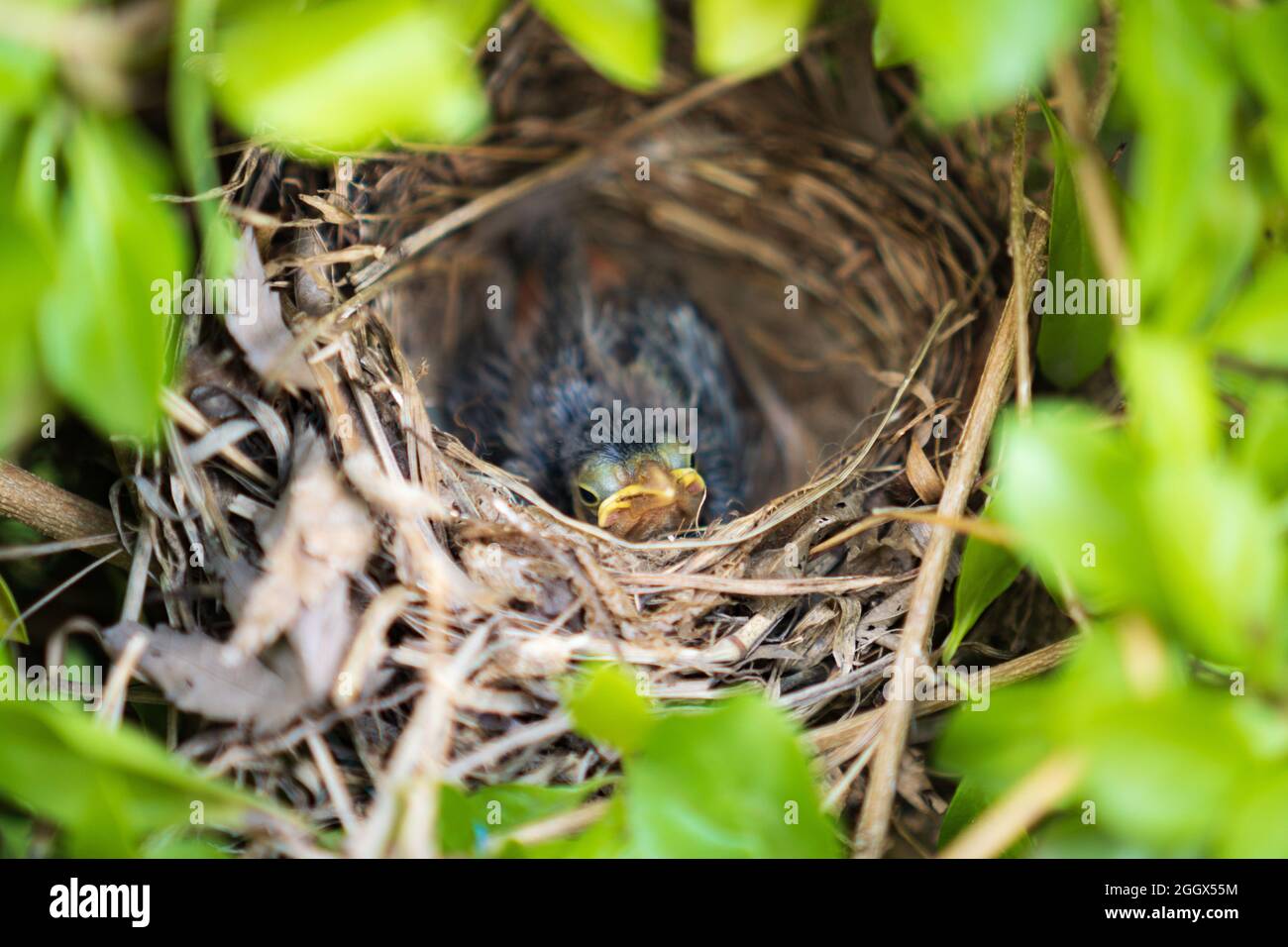 Baby sparrows in nest hi-res stock photography and images - Alamy