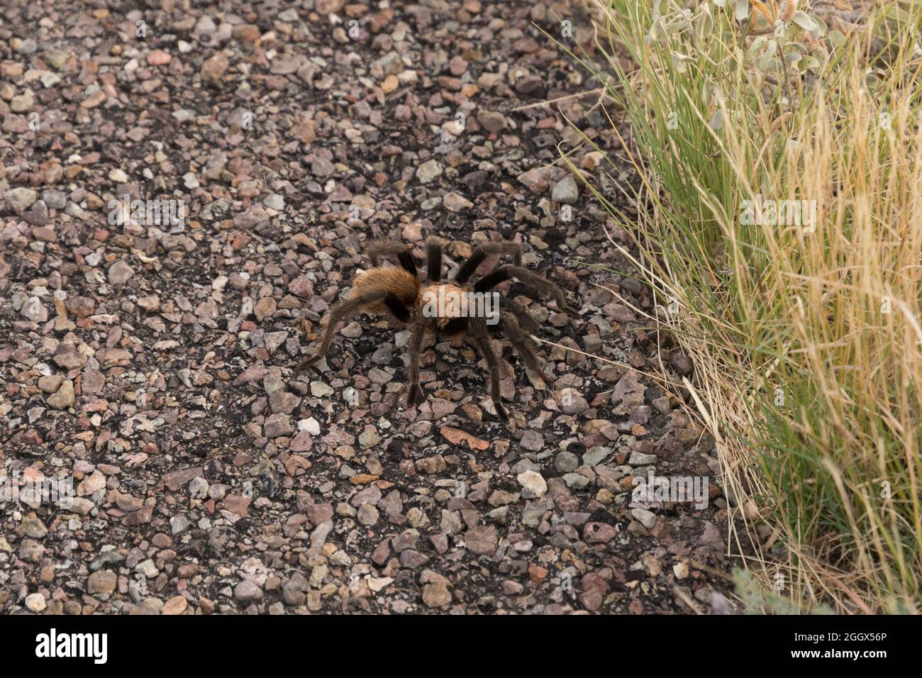 Hairy tarantula crossing the street Stock Photo - Alamy