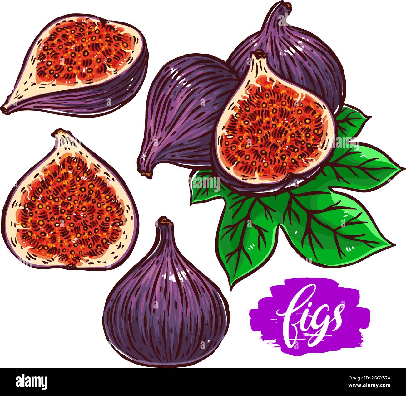 cute set of different colorful ripe figs. hand-drawn illustration Stock ...